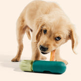 Dog Breed Profile: Rhodesian Ridgeback – Woof