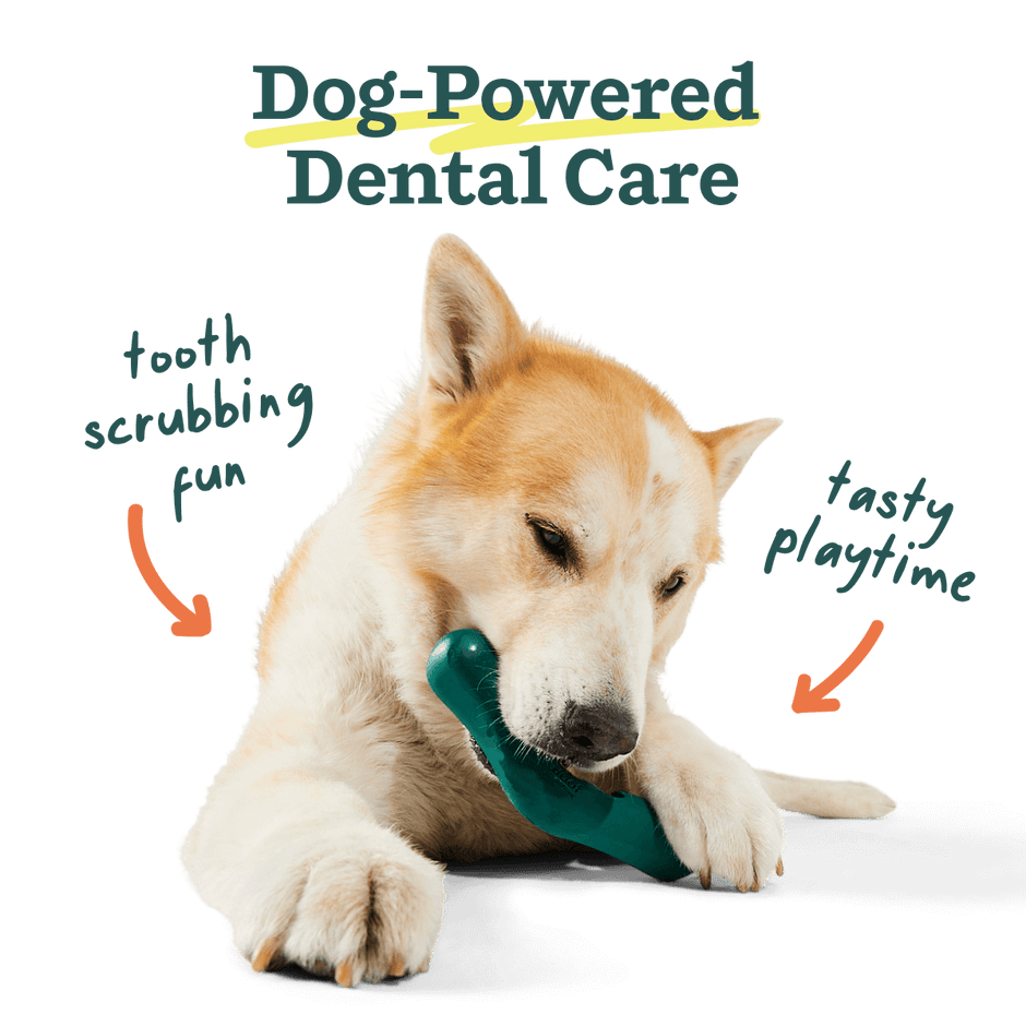 The Bite n' Brush Starter Pack – Woof