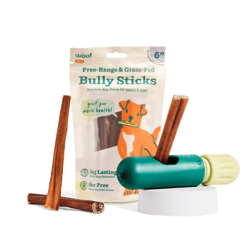 Dog Breed Profile: Rhodesian Ridgeback – Woof