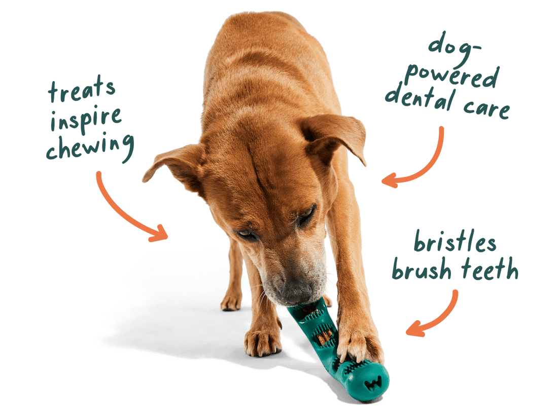 Bite n' Brush Refills – Woof